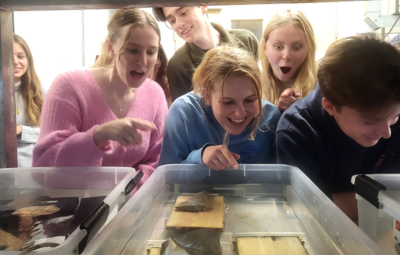 Innovative aquaculture system turns waste wood into nutritious seafood ...