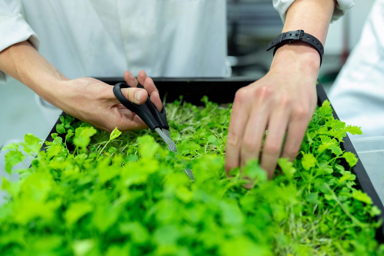 Agri-tech innovation cluster awarded £5 million – Cambridge Enterprise